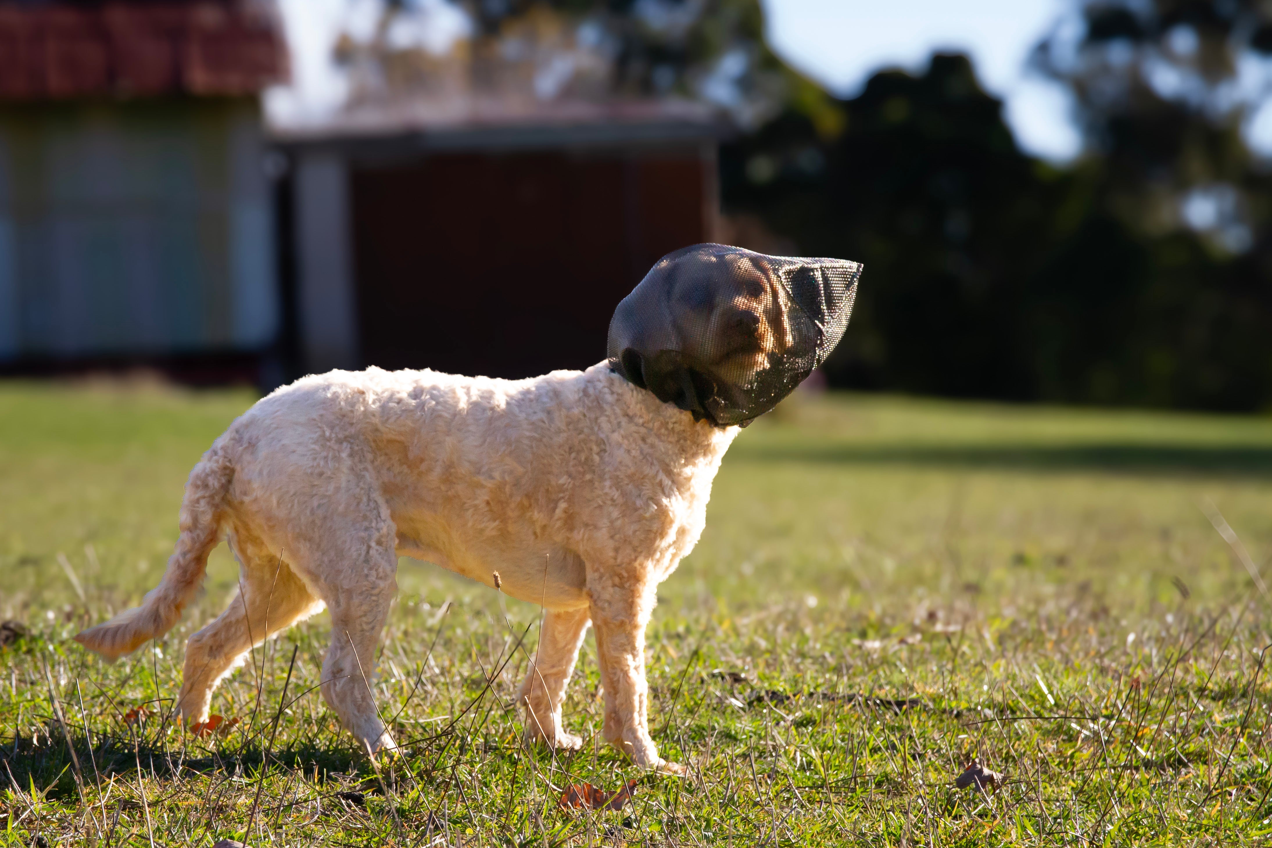 Buzzibeanz australian made fly veil – Buzzibeanz Veils